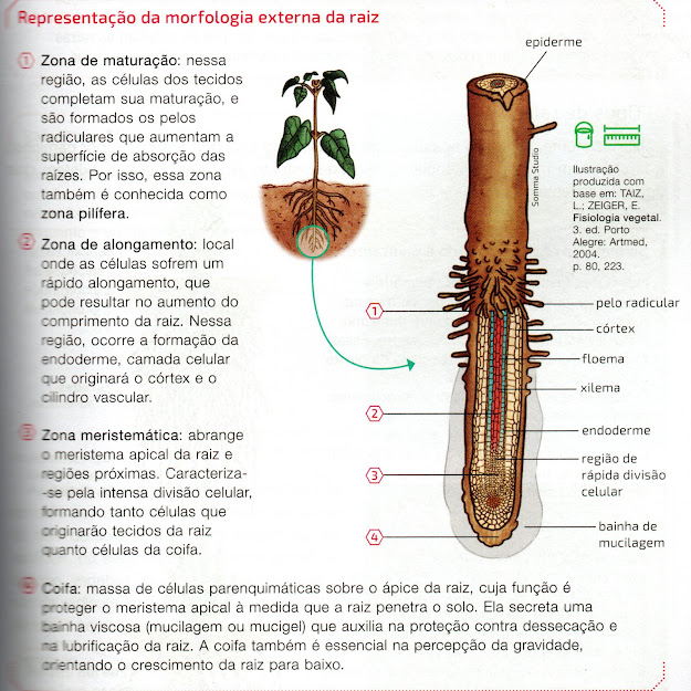 Biologia e Ciências na Cabeça!: Anatomia Vegetal: A Raiz