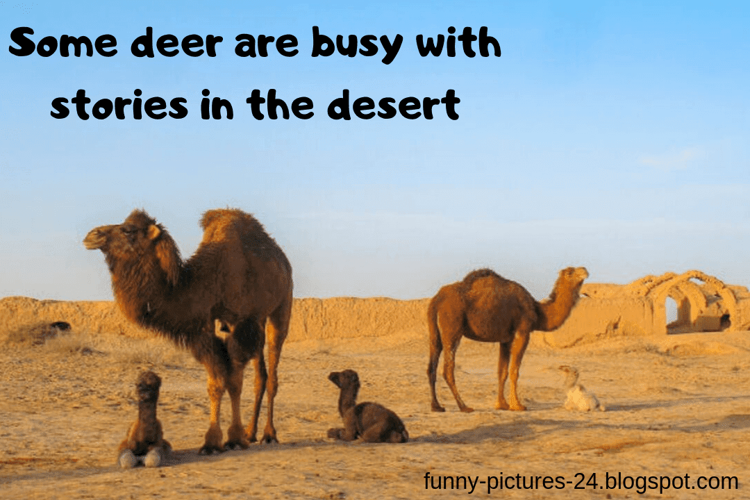 [ FUNNY IMAGES ] Long Adventures | The Best Funny Pictures Story