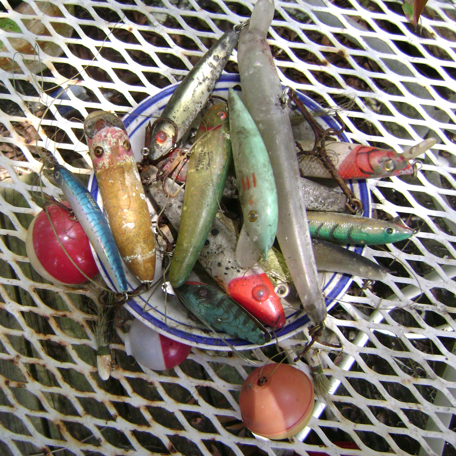 Seminole Heights Pocket Swamp