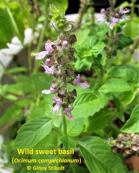 Green Gardening Matters: Wild sweet basil
