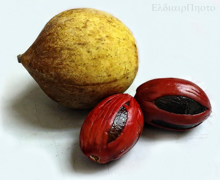 CINTAMANISZ Lite: Buah pala