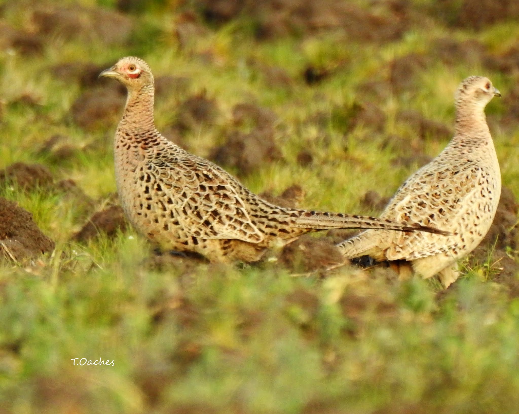 PASARI DIN ROMANIA: FAZAN, Phasianus colchicus