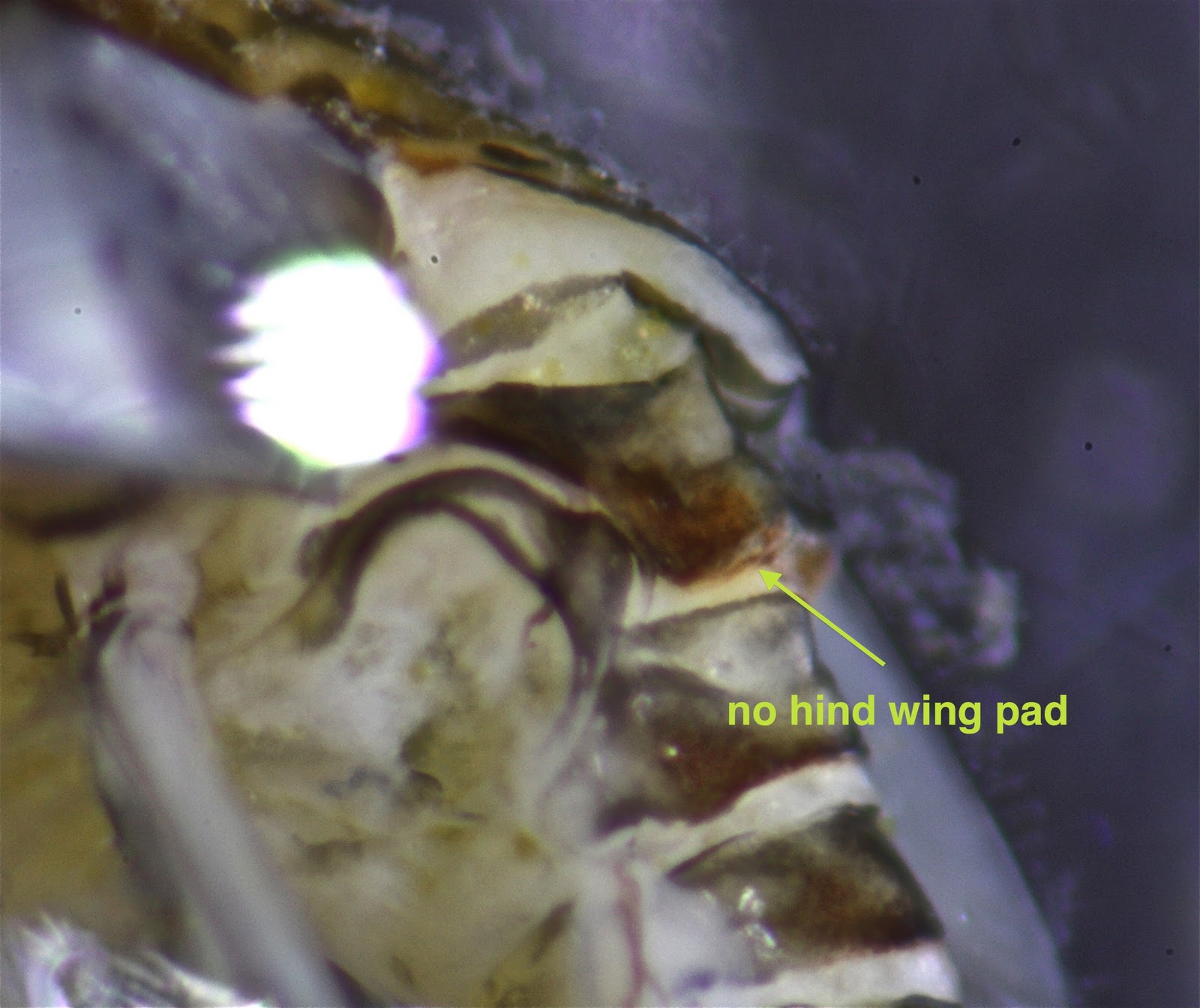 Aquatic Insects of Central Virginia: Acentrella turbida: Our "Fall ...