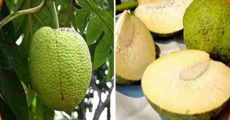 Fruta-pão - Saiba mais sobre esta fruta que é um superalimento ...