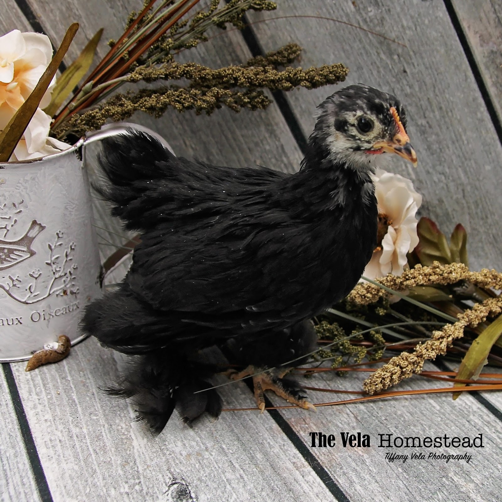 Chickens 4 weeks old and new additions! | The Vela Homestead