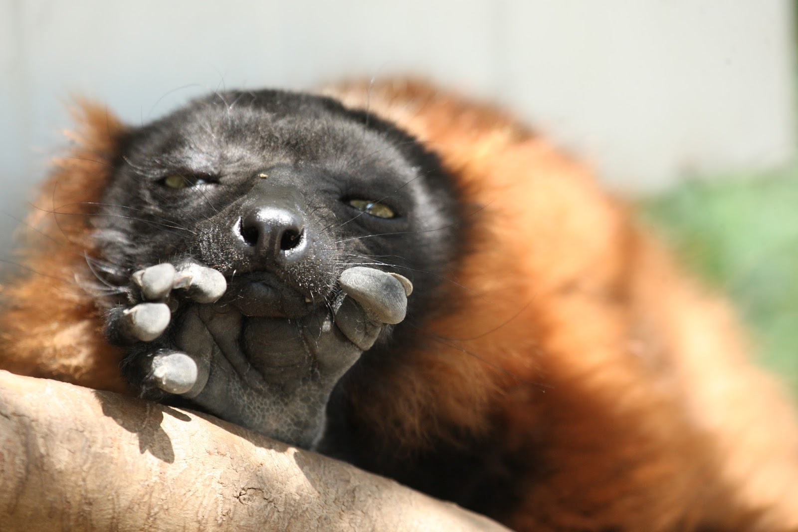 Chamfron Stud : Menorca