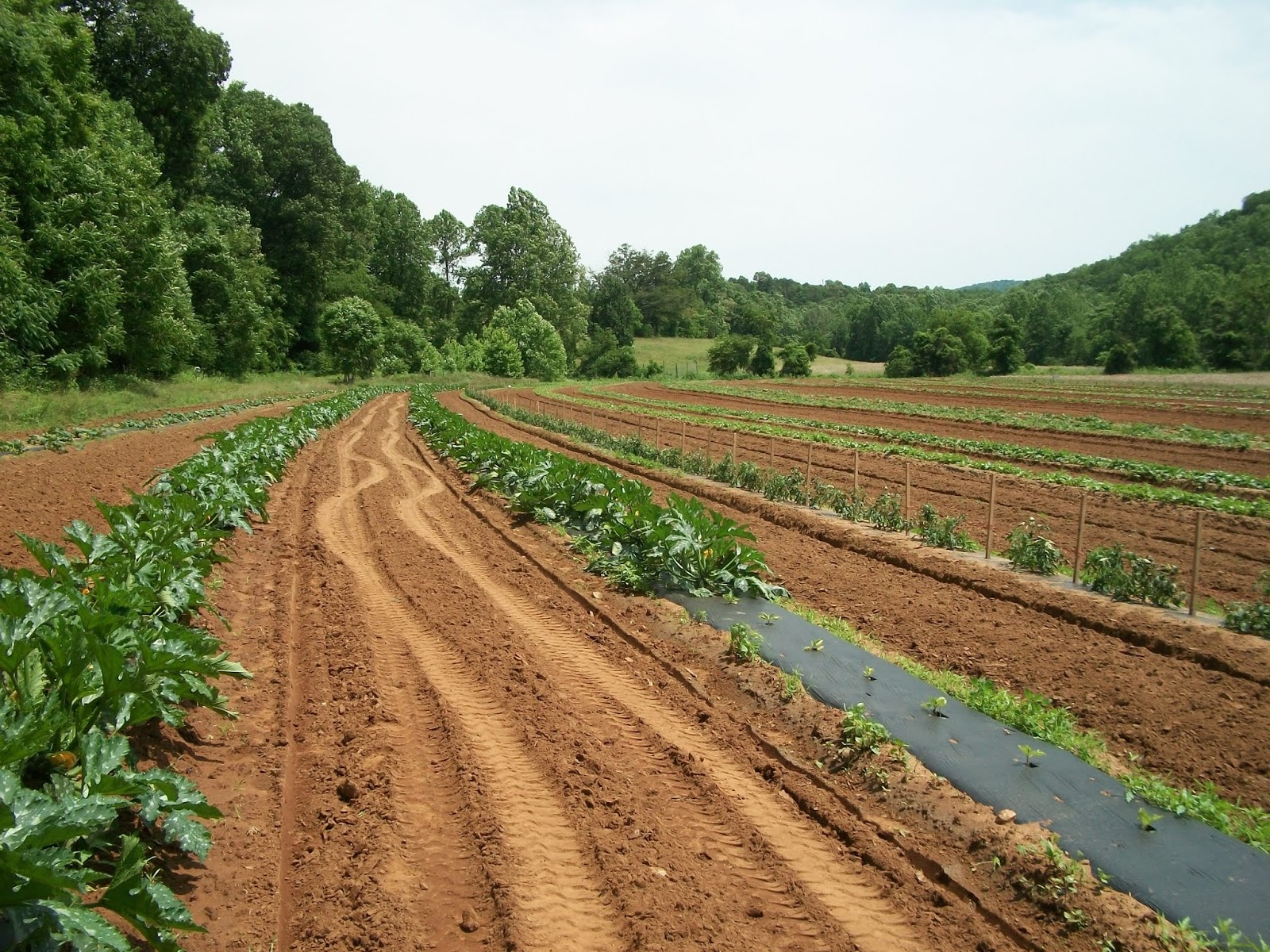 Woodridge Farm: WOOD RIDGE FARM