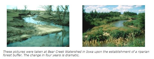 Missouri Beginning Farming: Riparian Forest Buffers and Silvopasture