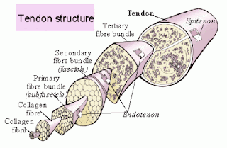 Horse Life and Love: All About ... Tendons and Ligaments