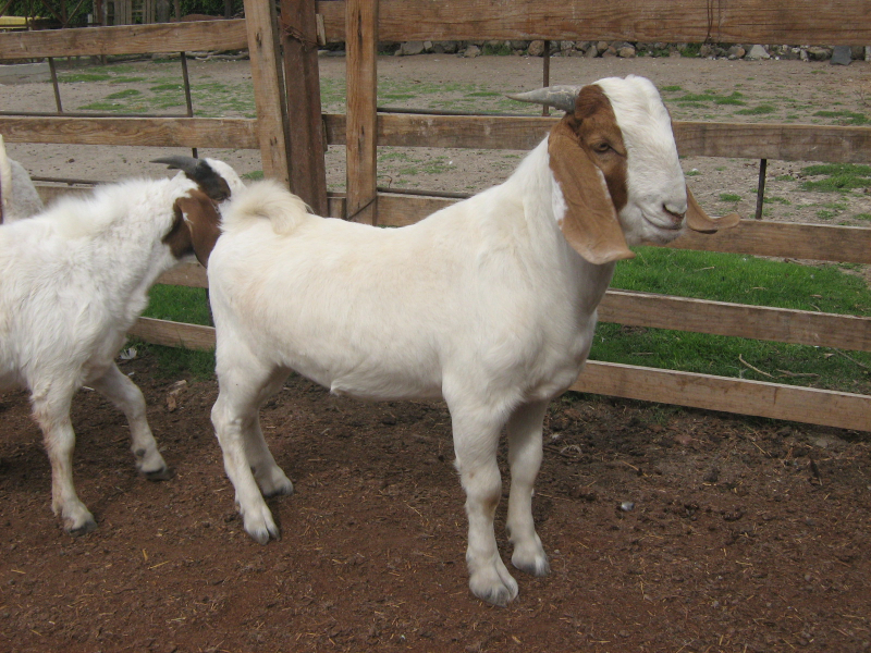 Criadero de Chivos Boer: septiembre 2011