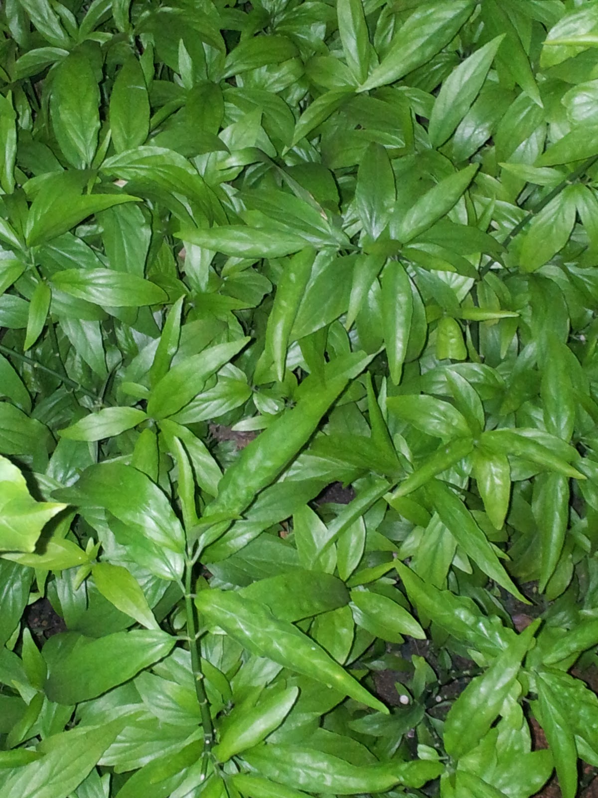 Sabah Snake Grass SSG: Photo Gallery - SSG