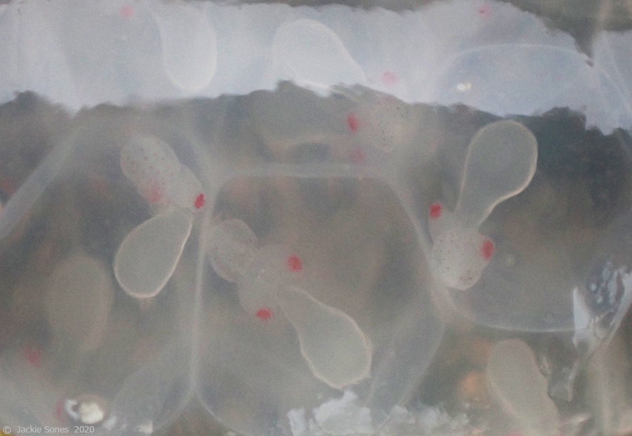 The Natural History of Bodega Head: Captivating capsules