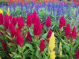 Amazing Garden: Celosia Flower-Easy Flower to Plant