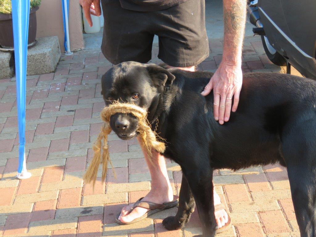 memorable meanders: Vain cat and daft dog