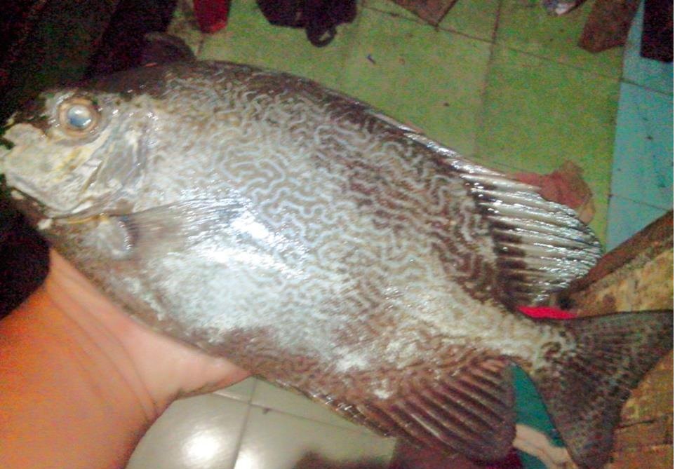 Teknik Tips Mancing Baronang