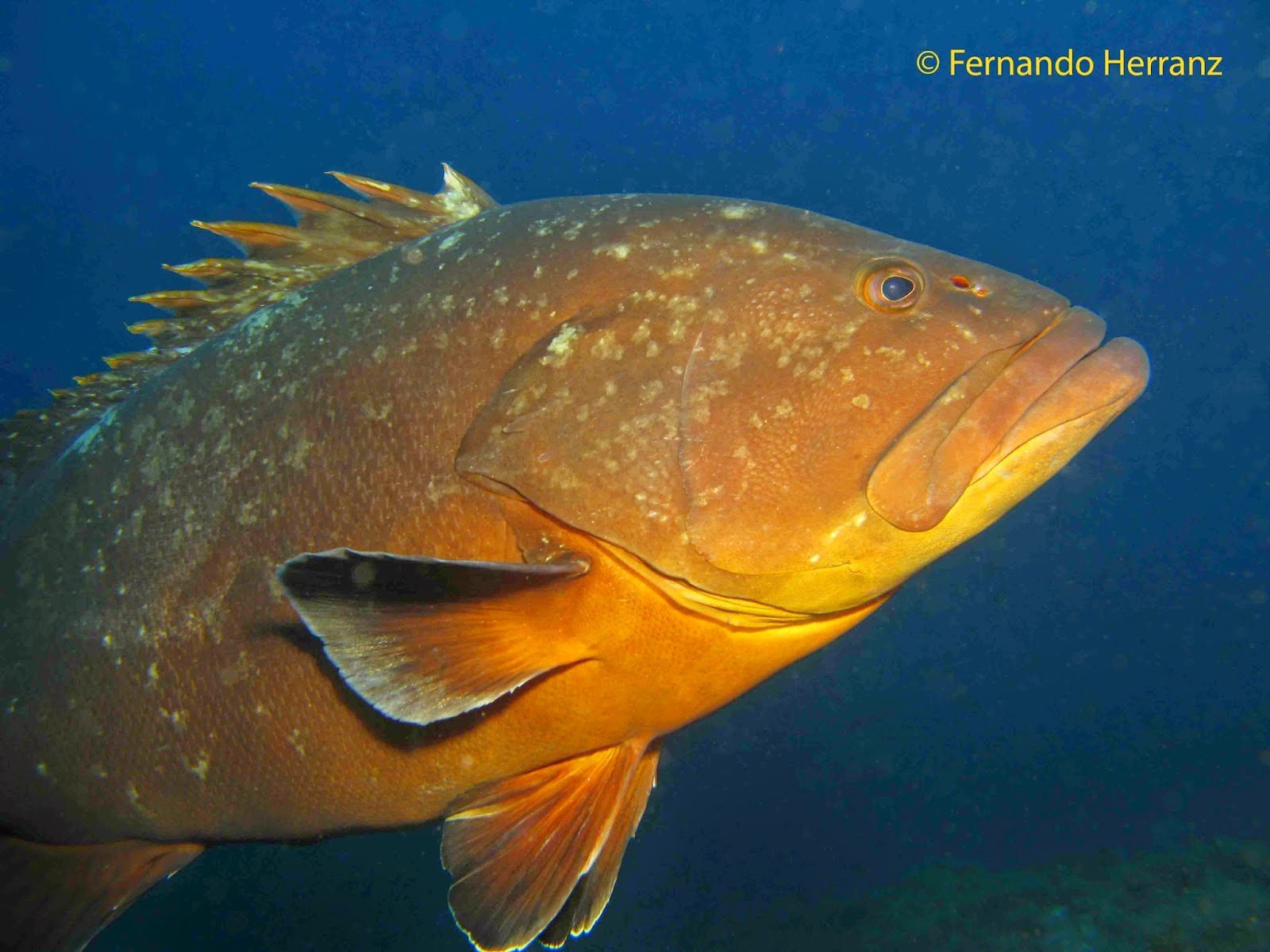 APRENDE y DISFRUTA con las CIENCIAS NATURALES: MERO ITALIANO ...