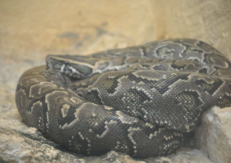 ZOOTOGRAFIANDO (6.096 ANIMALS): PITÓN DE SEBA / AFRICAN ROCK PYTHON ...