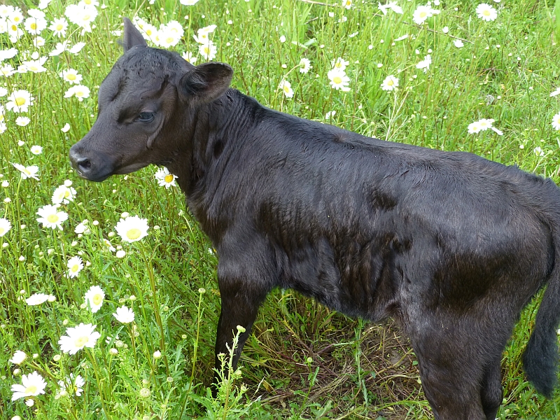 Rural Revolution: Ruby's calf