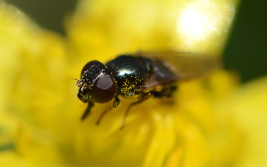 Ohio Birds and Biodiversity: Some cute, and not so cute, flies