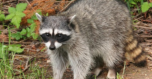🐾 MAPACHE 🐾: Mapache de Cozumel (Procyon pygmaeus)