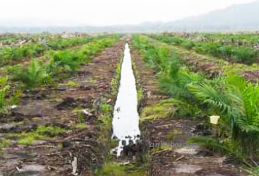 Anim Agro Technology: PARIT LADANG - KEPENTINGANNYA
