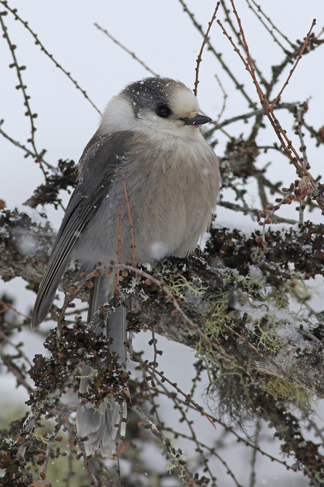 Adirondack Gray Jays