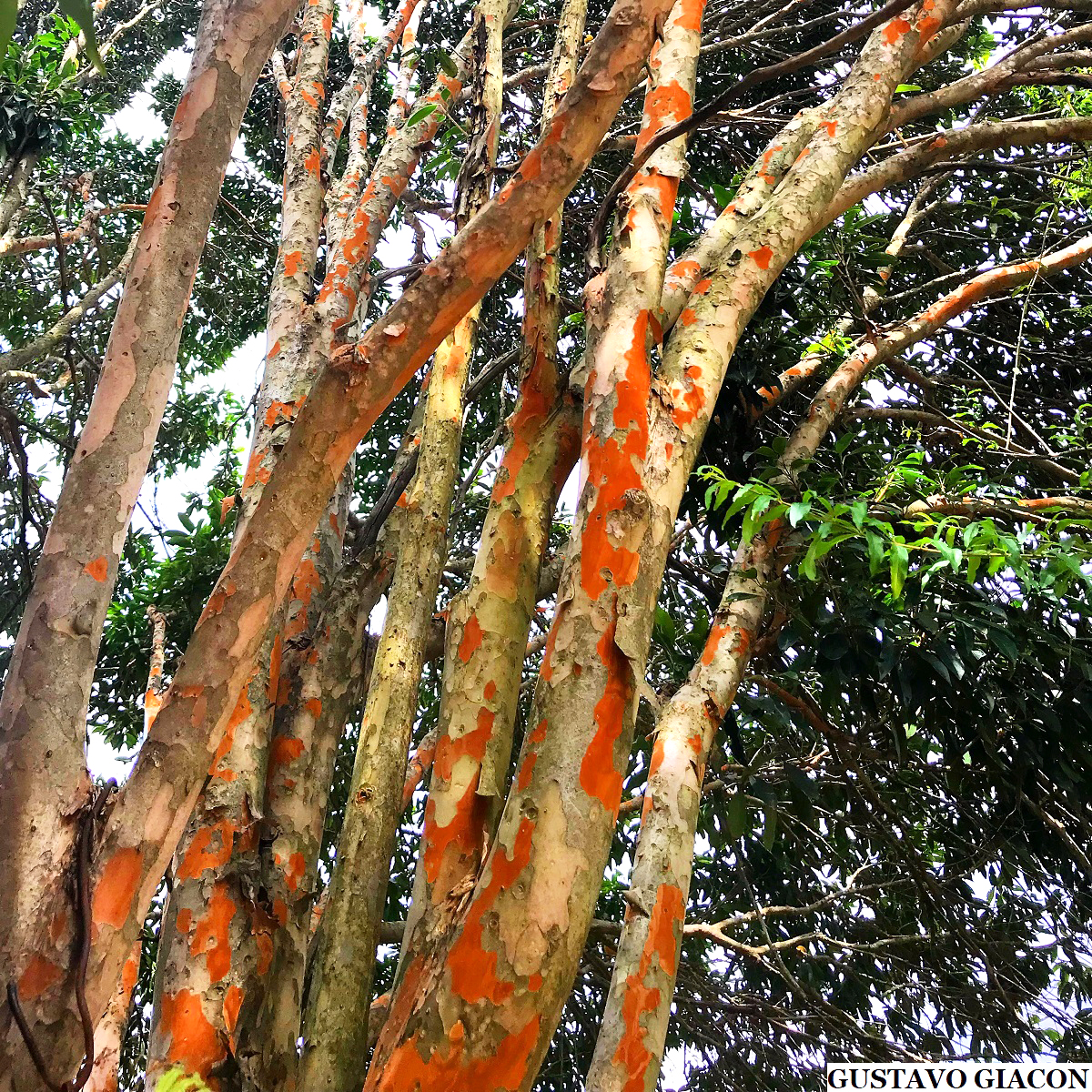Viveiro Ciprest - Plantas Nativas e Exóticas: Cambucá ( Plinia edulis )