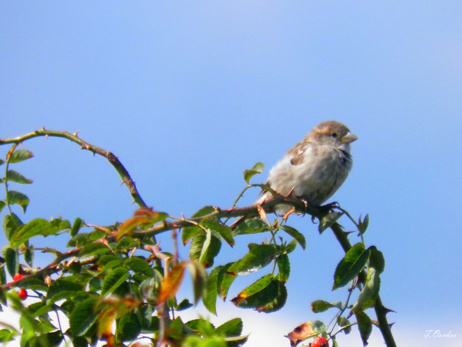 PASARI DIN ROMANIA: VRABIA DE CASA, Passer domesticus