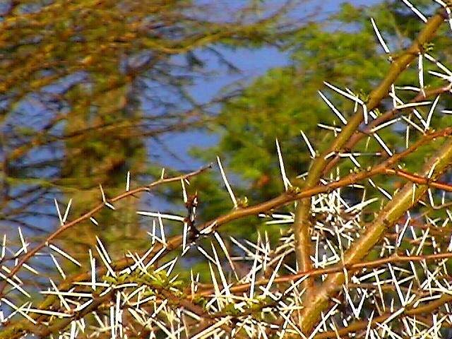 Roses In A Patch of Thorns: Thorns of Laziness