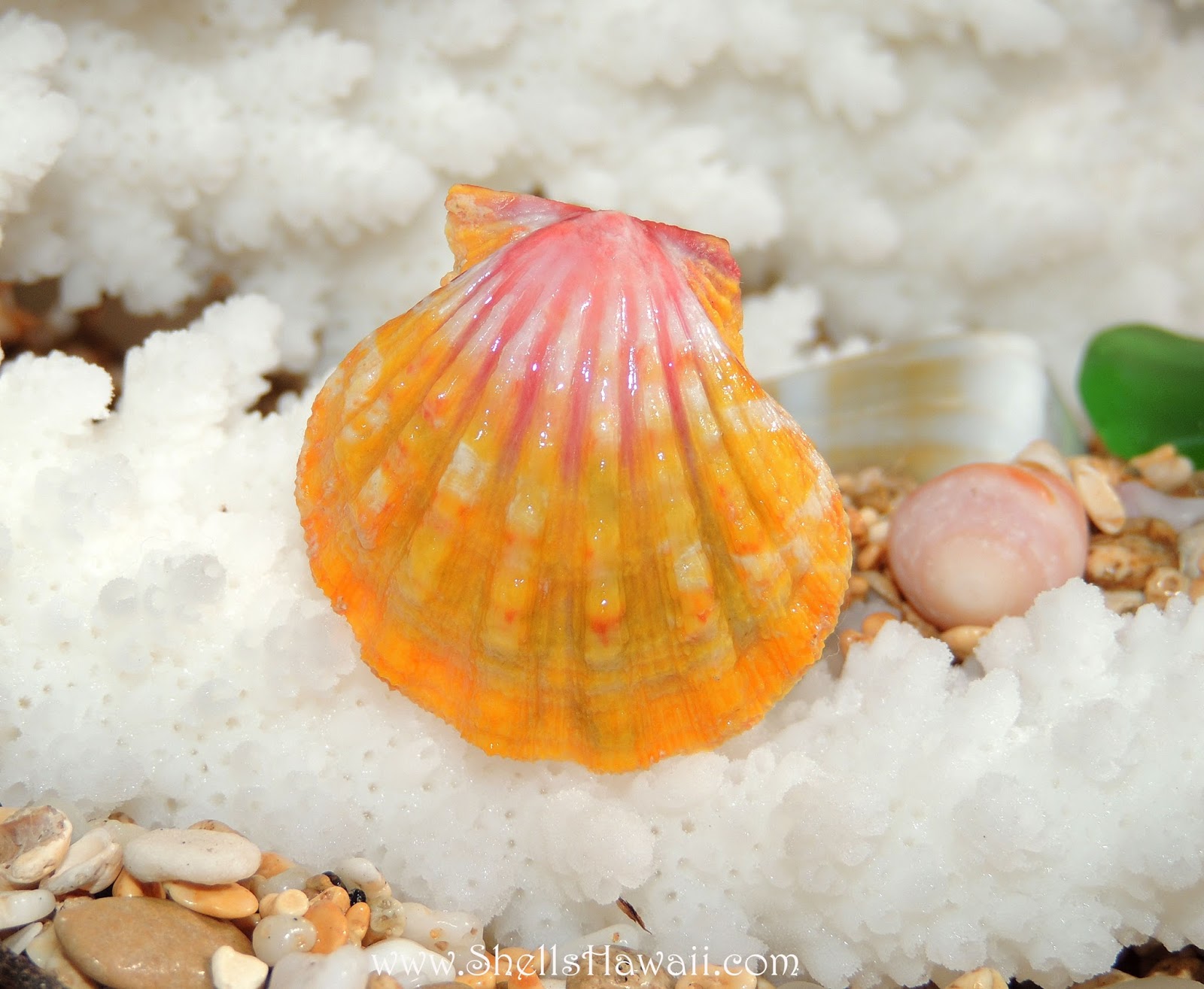 ShellsHawaii ...by Janjira: Sunrise shells/Pecten Langfordi