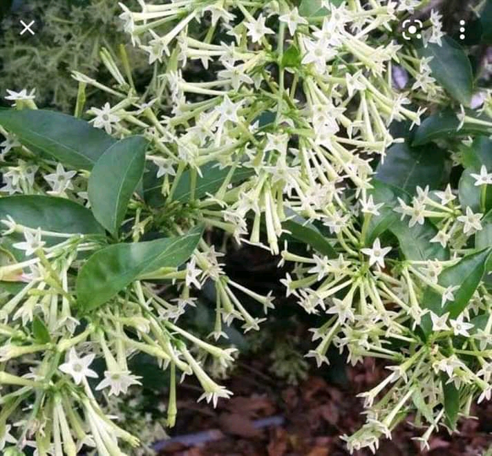 Hasna Hena flowers | Full details and description.