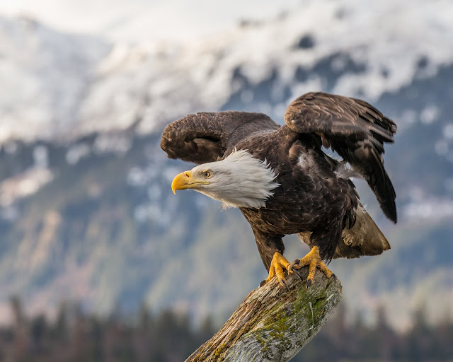 Every Day Is Special: June 20 - American Eagle Day