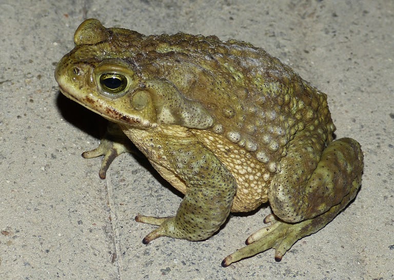 Crónicas UNIMEVianas: EL CROAR DE LOS SAPOS