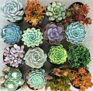 PERBEDAAN KAKTUS DAN SUKULEN