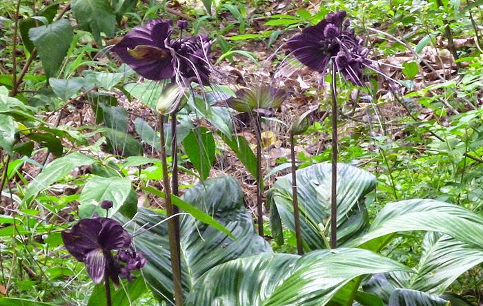 Black Bat Flower - Yaka Mal | SL Flora