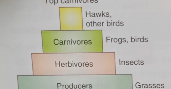 Ecological pyramids