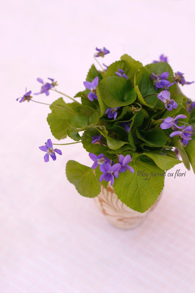 Jurnal cu flori: Friday Flowers 21 : Parfum de primavara