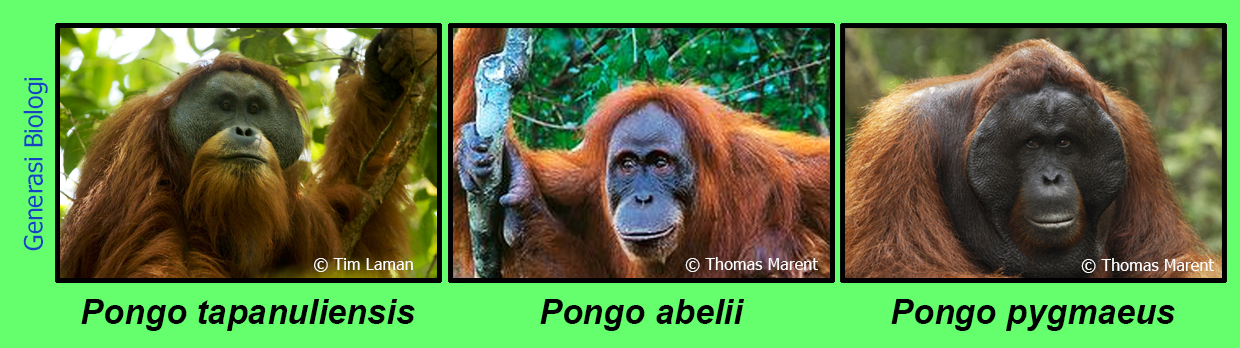 Penemuan Spesies Baru Orang Utan Paling Langka di Bumi - Biologizone Penemuan Spesies Baru Orang Utan Paling Langka di Bumi - Biologizone