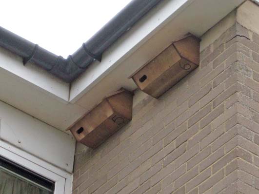 Action for Swifts: How to help House Sparrows