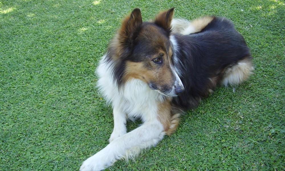 Everything about your Afghan Collie - Luv My Dogs