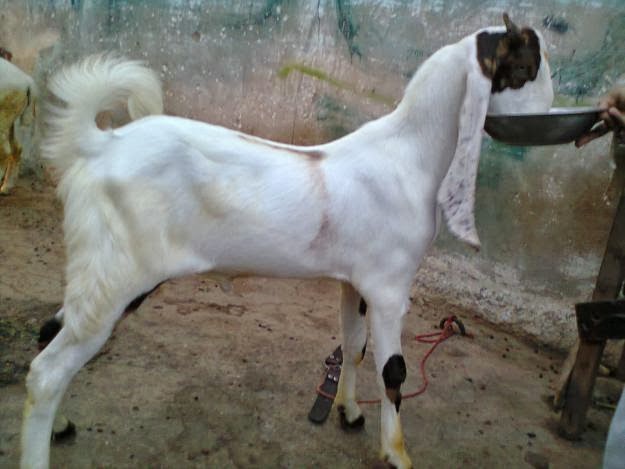 Download Free Photos, Wallpapers: Bakra Picture 2013 Free Download