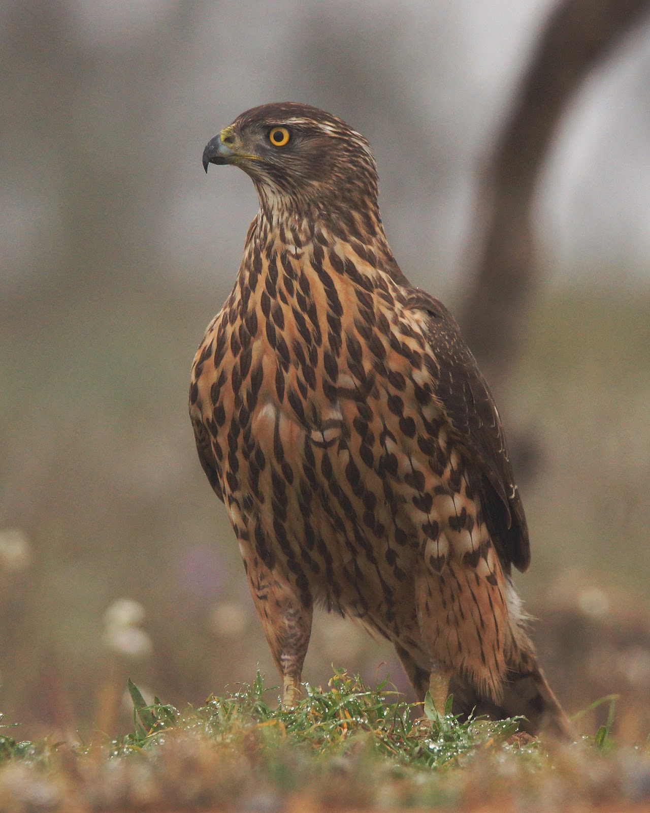 Pasión por las aves: Azor común,(Accipiter gentilis)