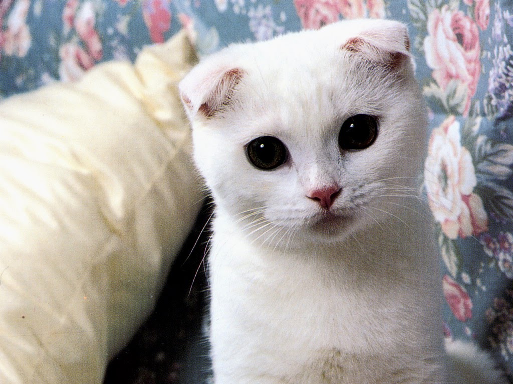 Kucing Scottish Fold