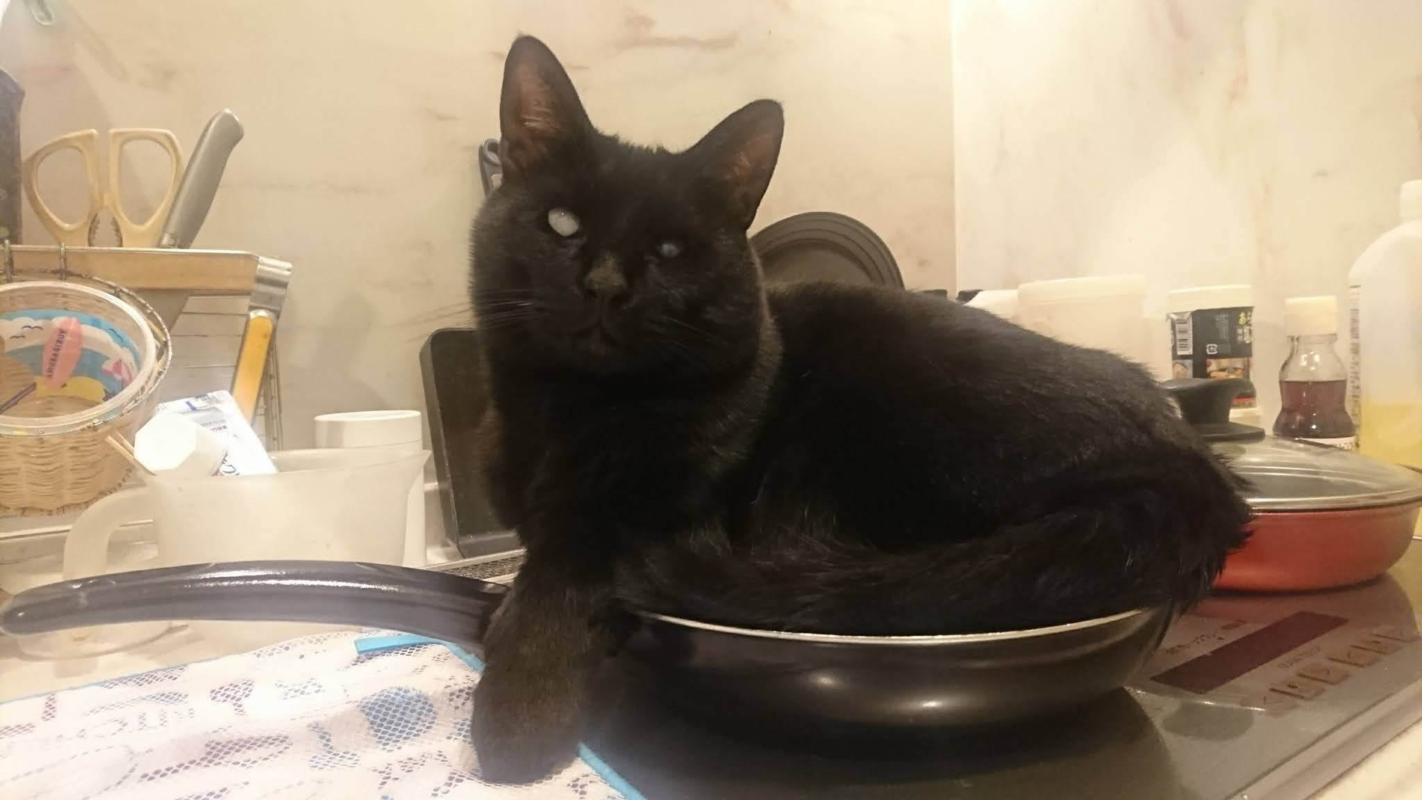 Michimi the dish cat and Tomo the frying pan cat