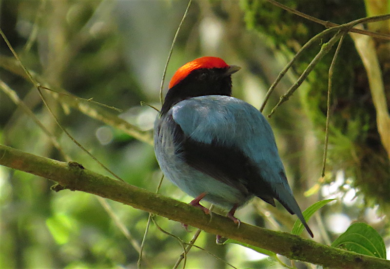 Birdernaturalist: Scouting SE Brazil with Keith and Patty