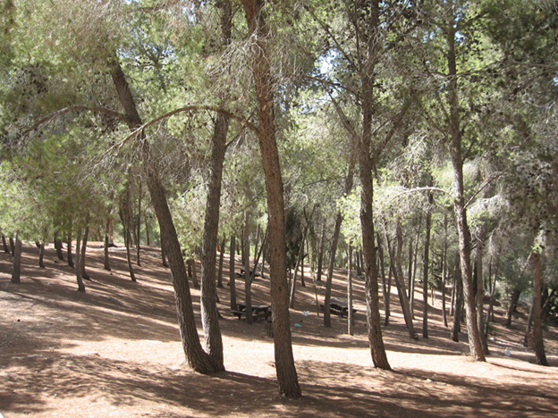 Land of Israel: List of Forests in Israel