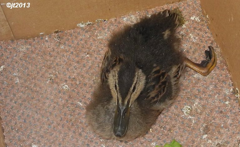 Simply Superb Swans: Duckling Fracture Success