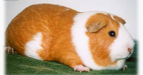 SIGNOS VITALES DE LOS ANIMALES y ASPECTOS GENERALES: SIGNOS VITALES DEL CUY