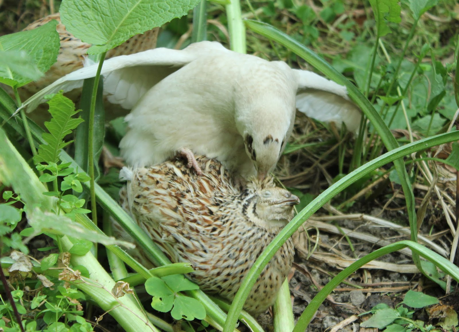 Colours of Coturnix Japonica Quail Part Three - White, Panda, Tibetan ...