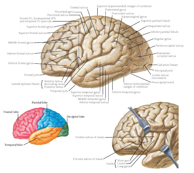 SURFACE ANATOMY OF THE FOREBRAIN: LATERAL VIEW - pediagenosis
